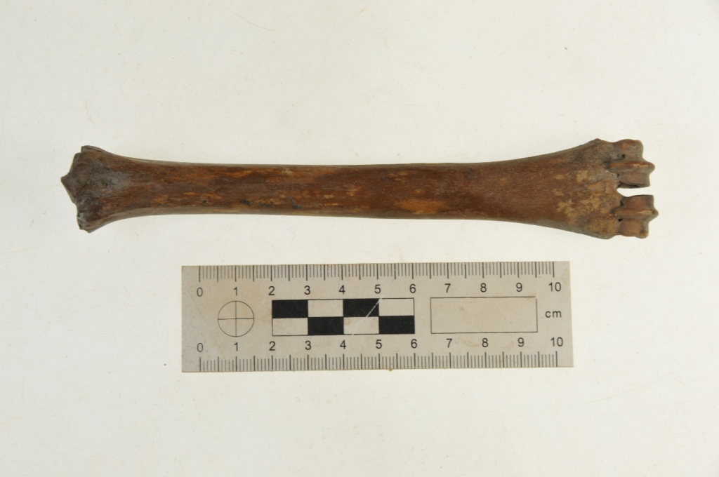 Doe, a Deer, a (Possibly) Female Deer | Christchurch uncovered